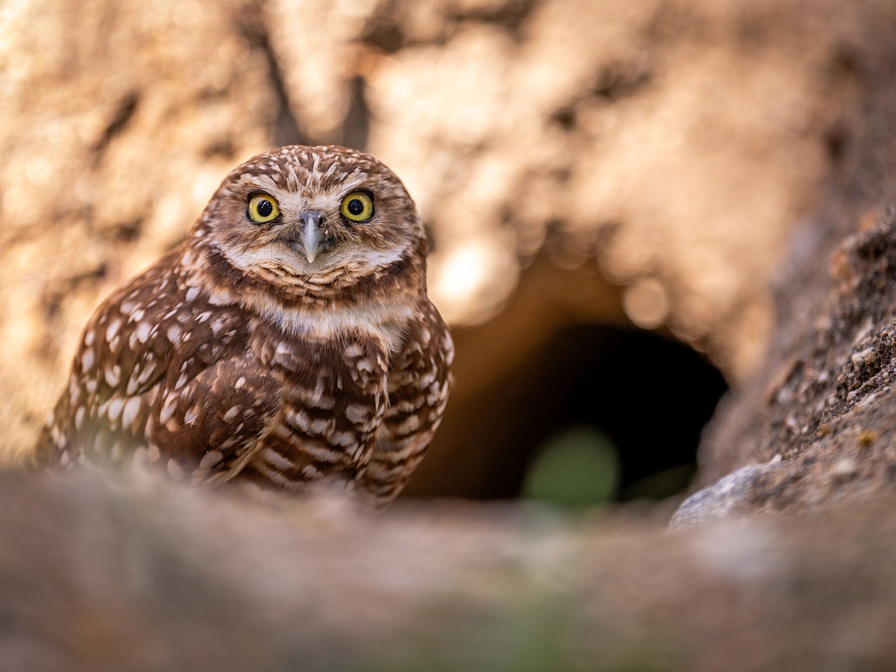 Burrowing Owl | Birds Of Coachella Valley, California – Desert Oasis ...